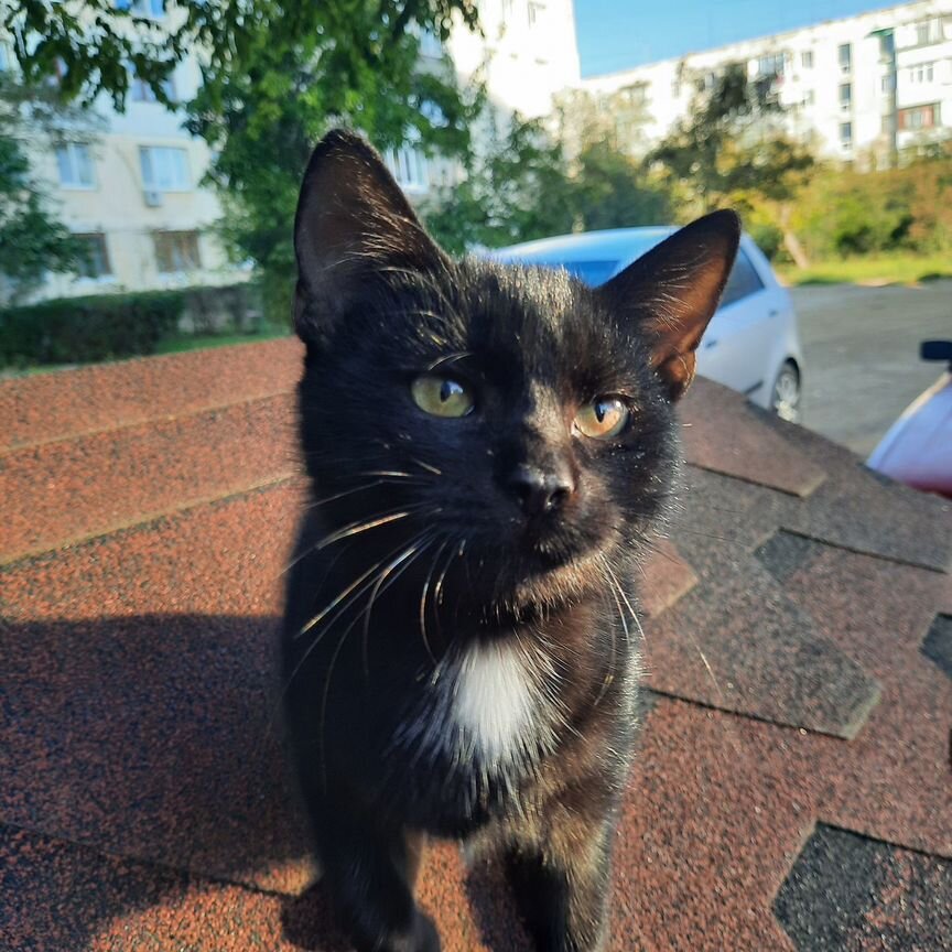 Черный котенок с белыми пятнышками на груди