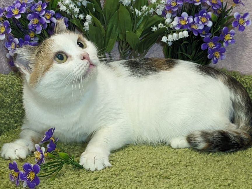 Кошка