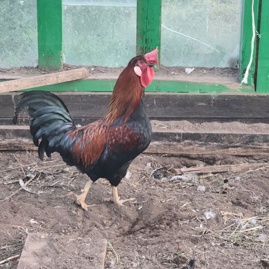 Молодые петухи