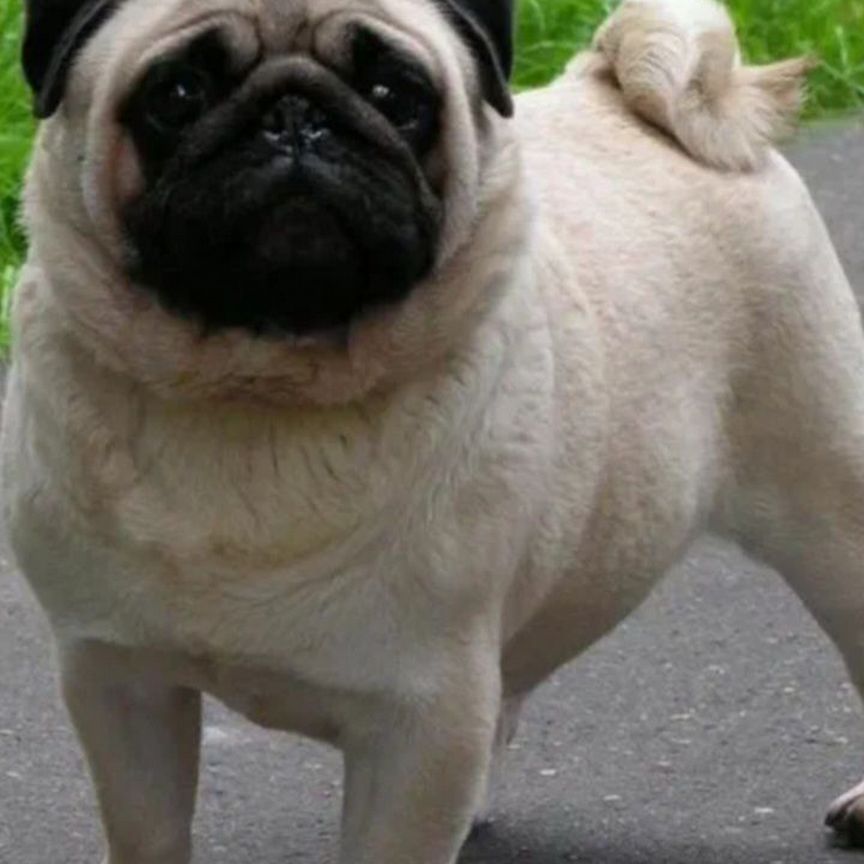 Мопс кабель