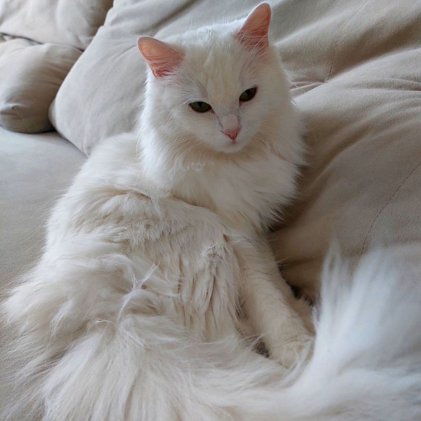 Турецкая ангора, взрослая кошка