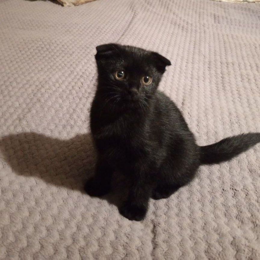 Котик лоток знает на 5 ,возраст два месяца