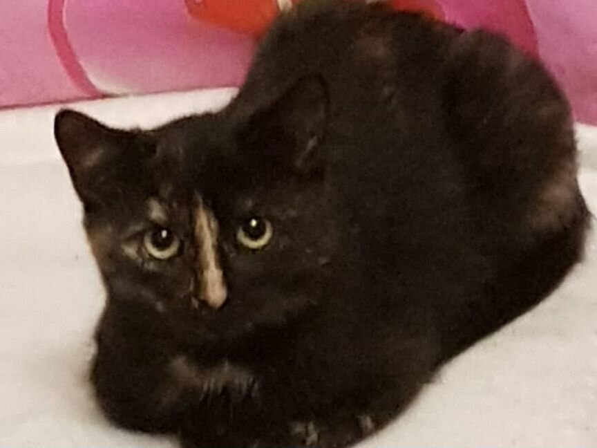 Кошка