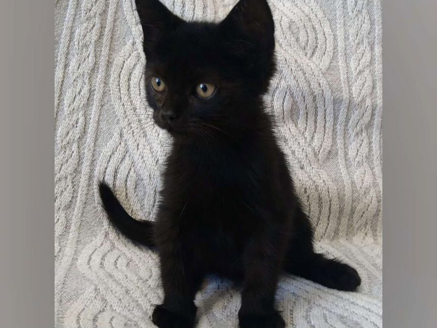Котёнок, мальчик, ищет семью