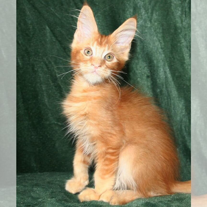 Мейн-кун котёнок