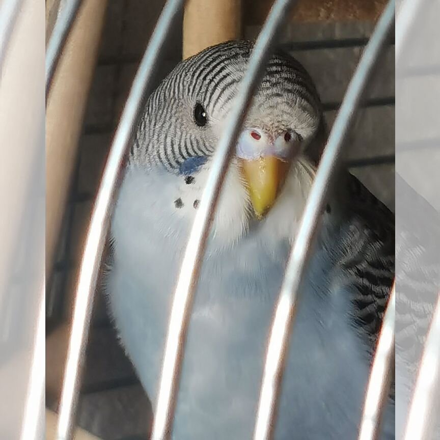 Волнистый попугай