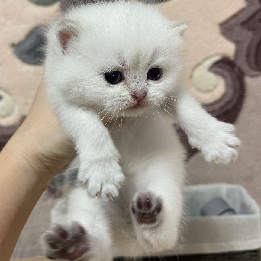 Британские котята