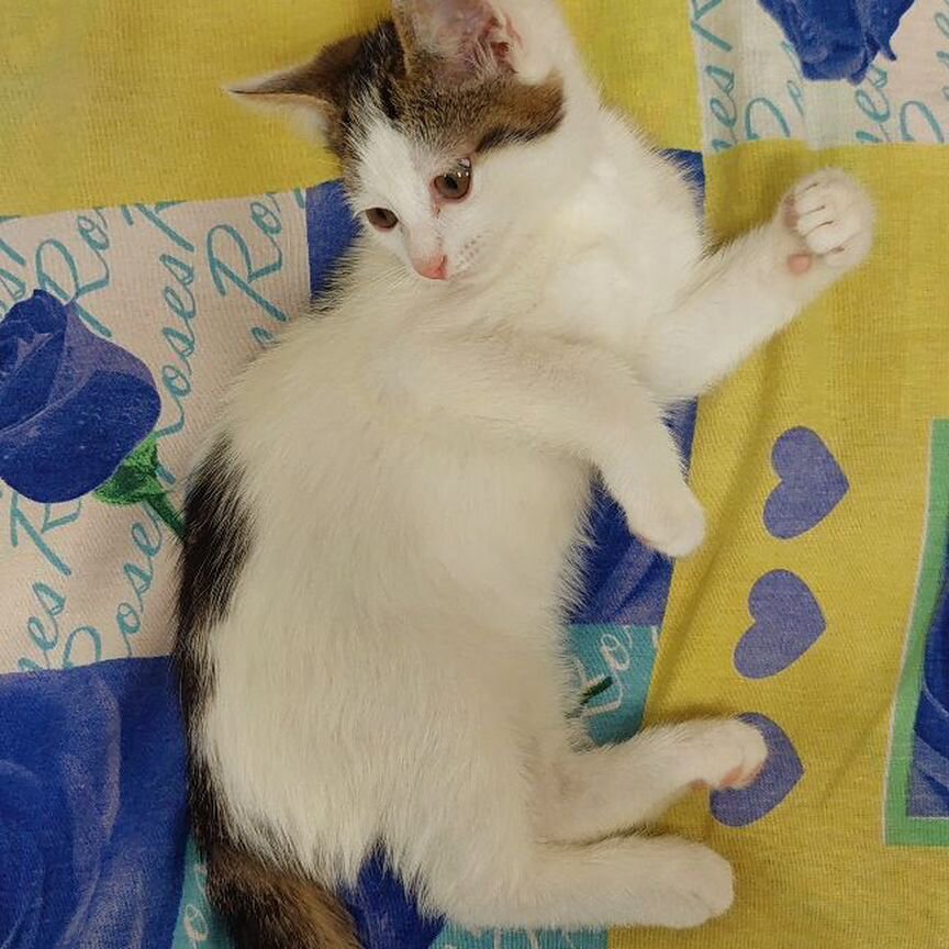 Отдам в добрые руки котят