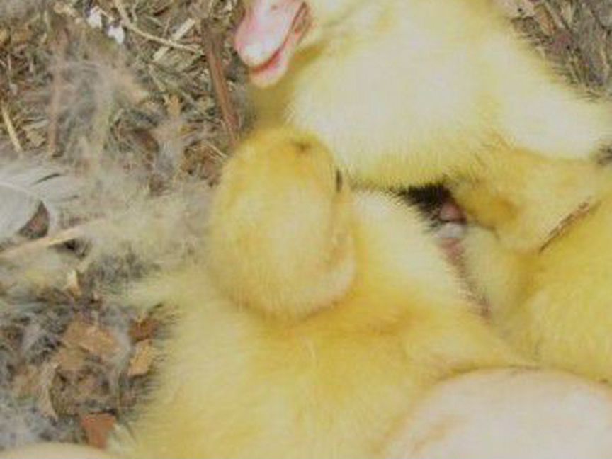 Мускусные утята, вывод 21.09