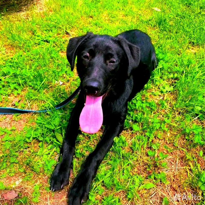 Маришка в добрые руки