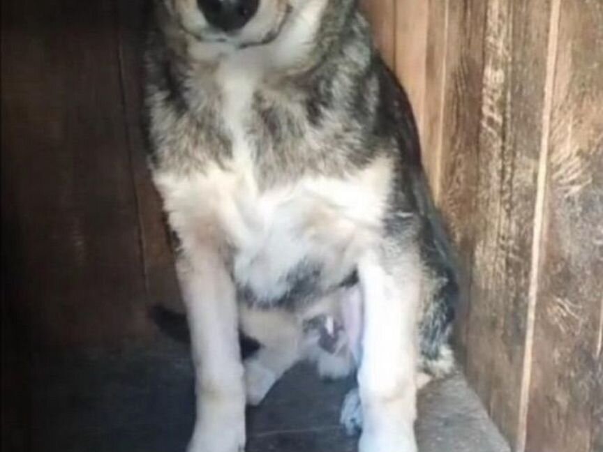 Собака в добрые руки