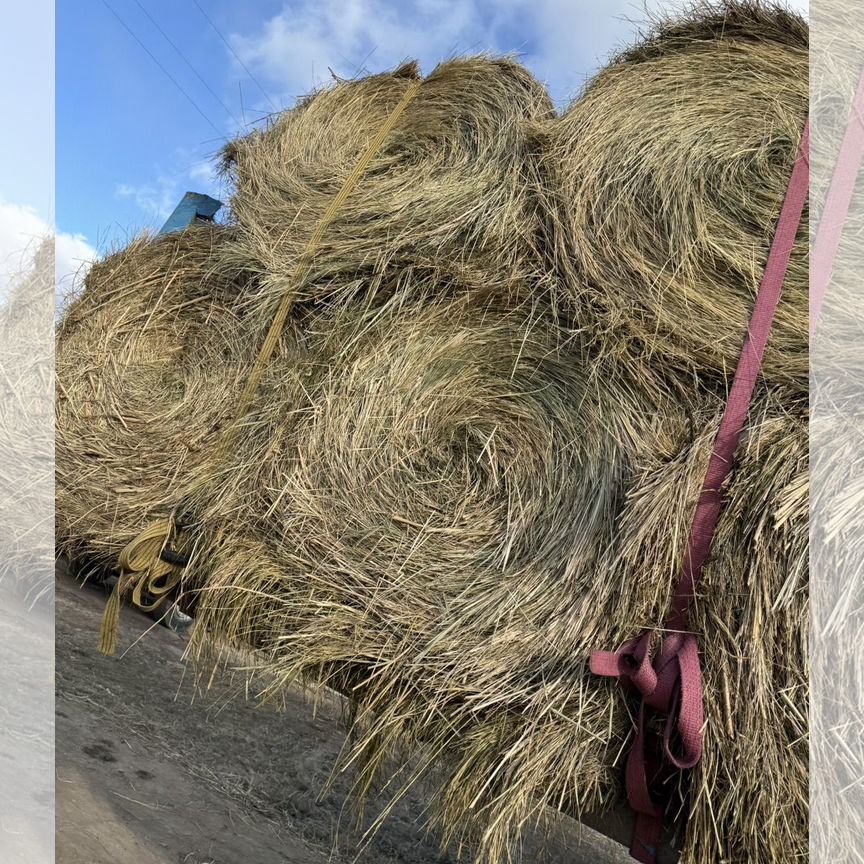 Продам сено луговое 2025