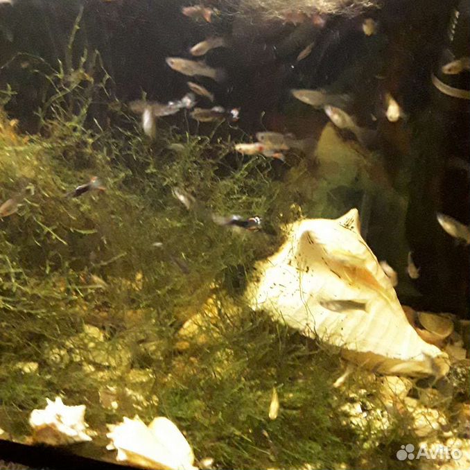 Рыбки гуппи и травка в аквариум