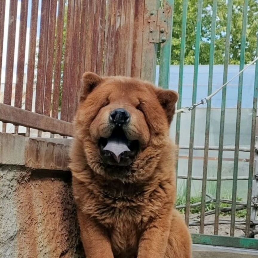Мальчик Чау-чау