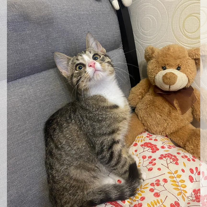 Котёнок в добрые руки