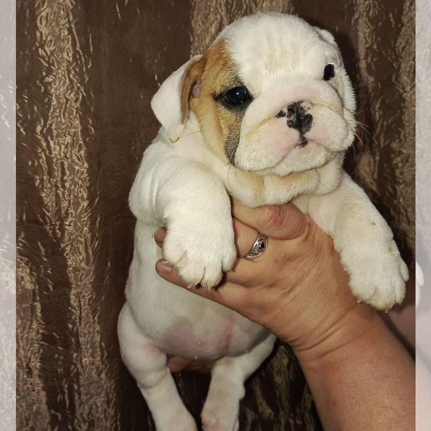 Английский бульдог, щенок