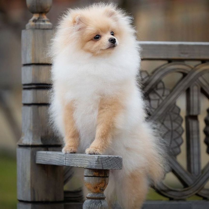 Померанский шпиц, щенок