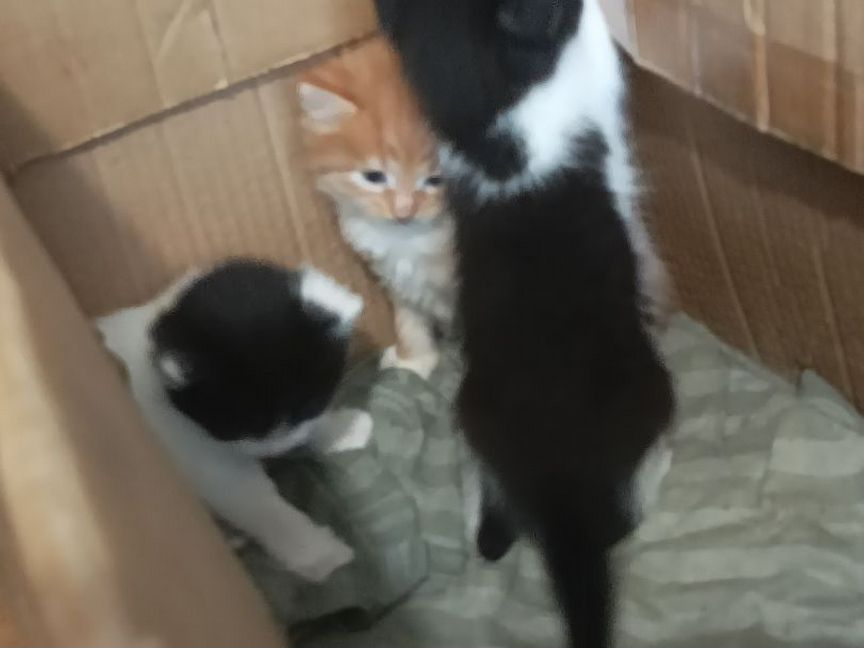 Котята в добрые руки 1 месяц