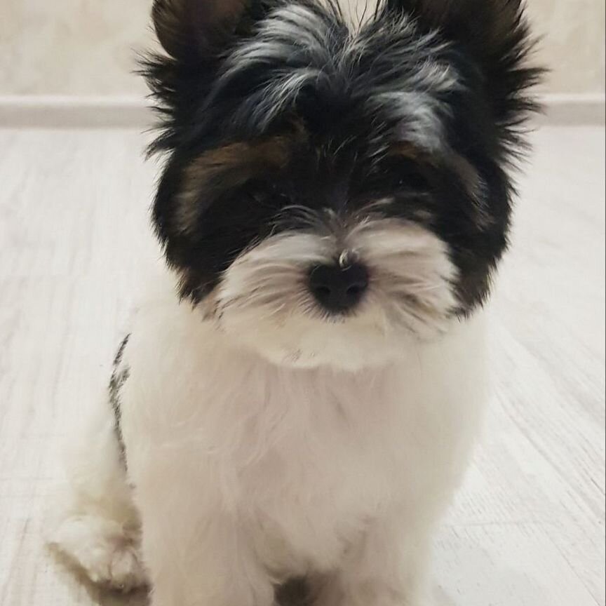 Щенки Бивер Best