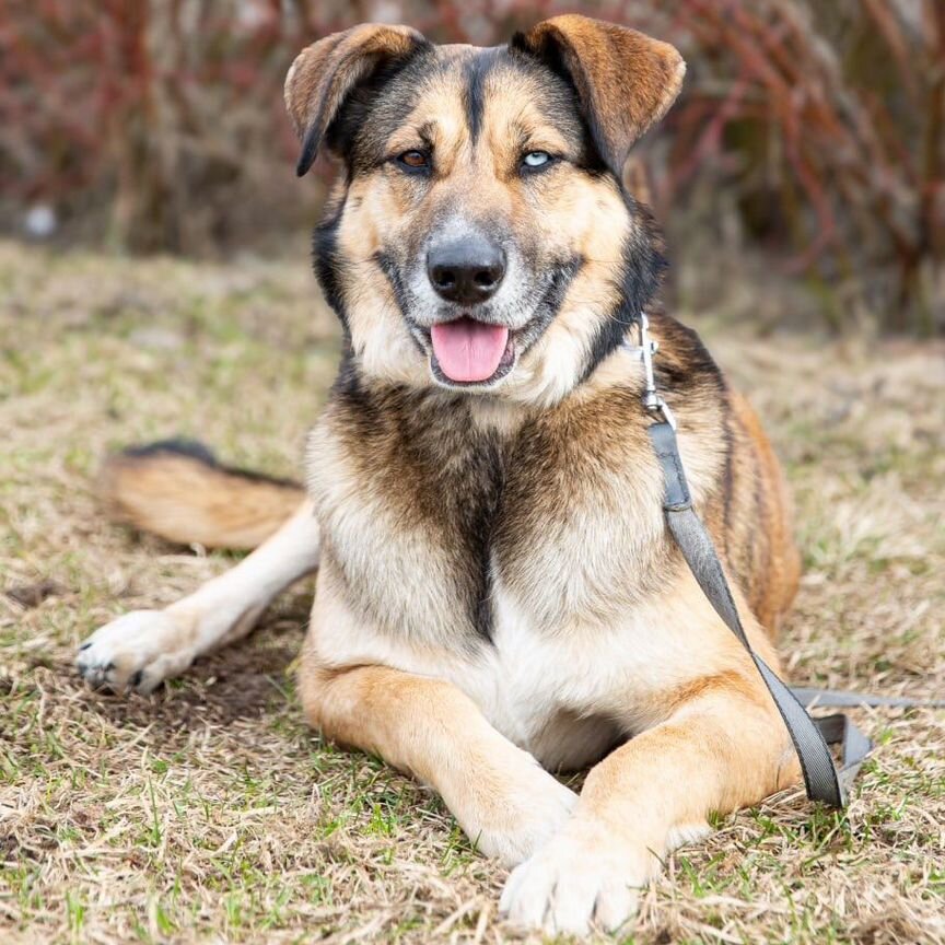 Собаке очень нужен дом