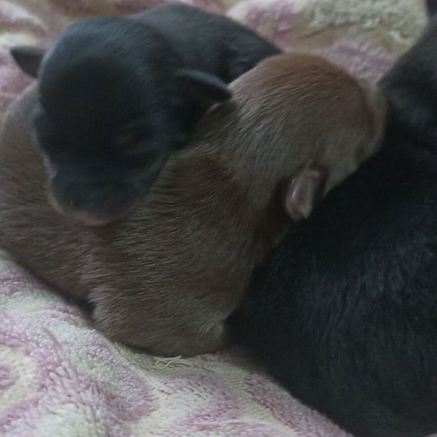 Русский той-терьер, щенок