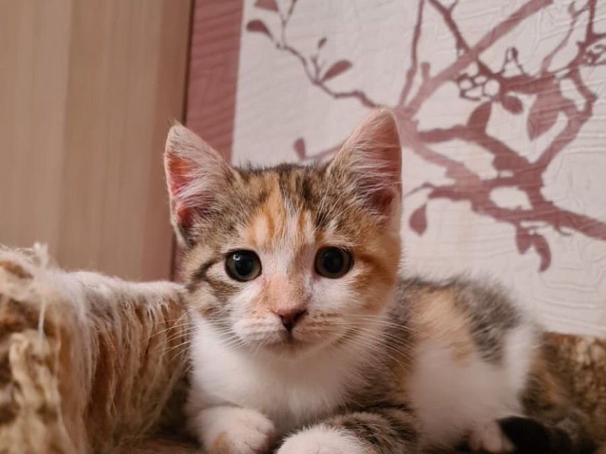 Трехцветный котенок в добрые руки