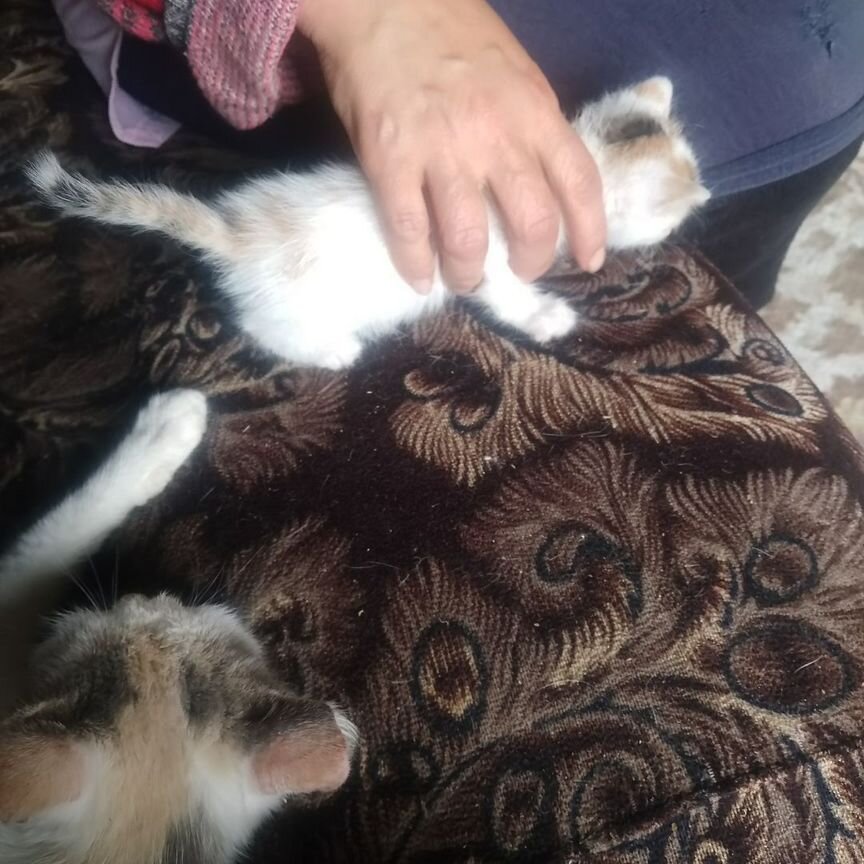 Кому нужен котëнок девочка отдам в добрые руки