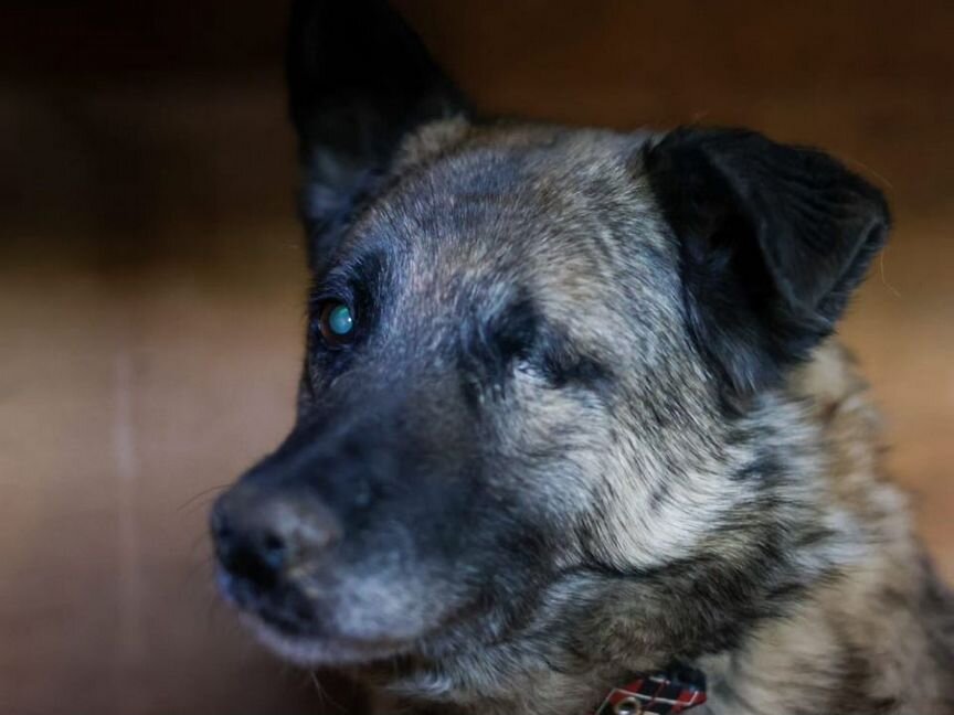 Собака с одним глазом из приюта