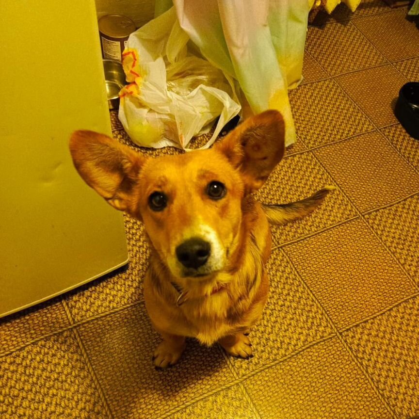 Взрослая собака в добрые руки