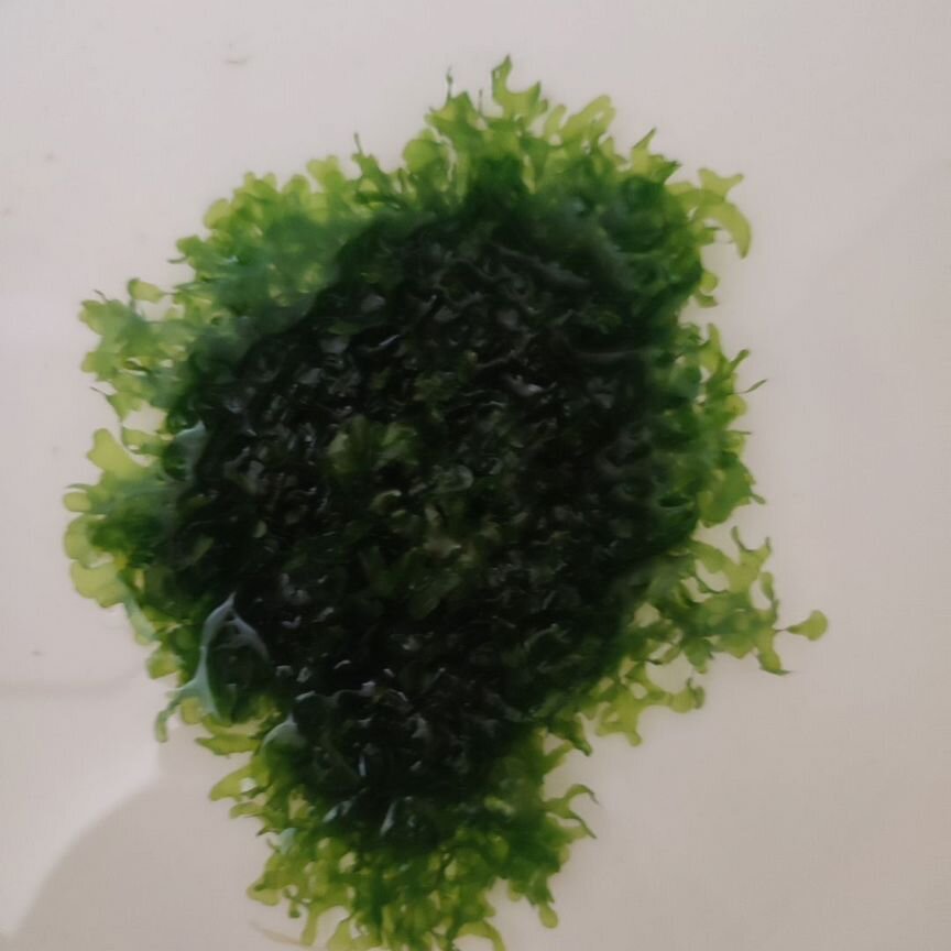 Мох аквариумный водоросль