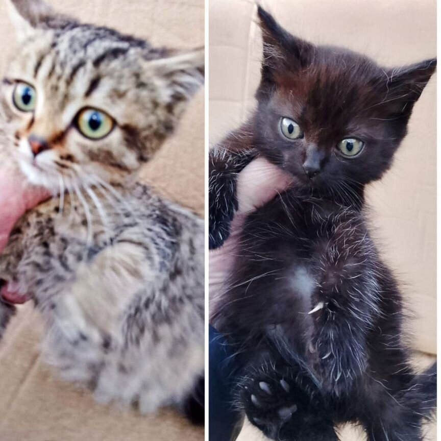 Котята живут в холодных сенках и в переноске