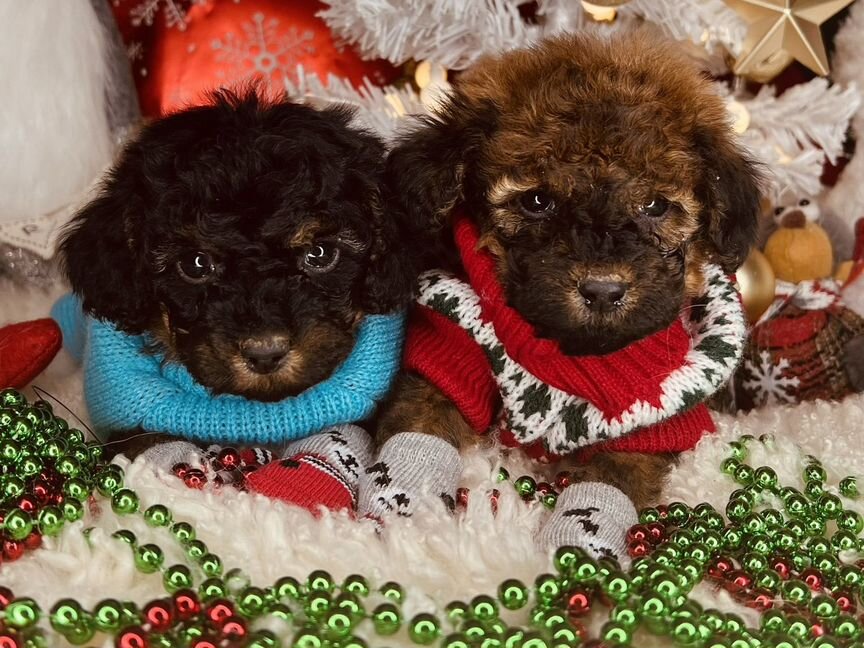 Кнопики мальчишки