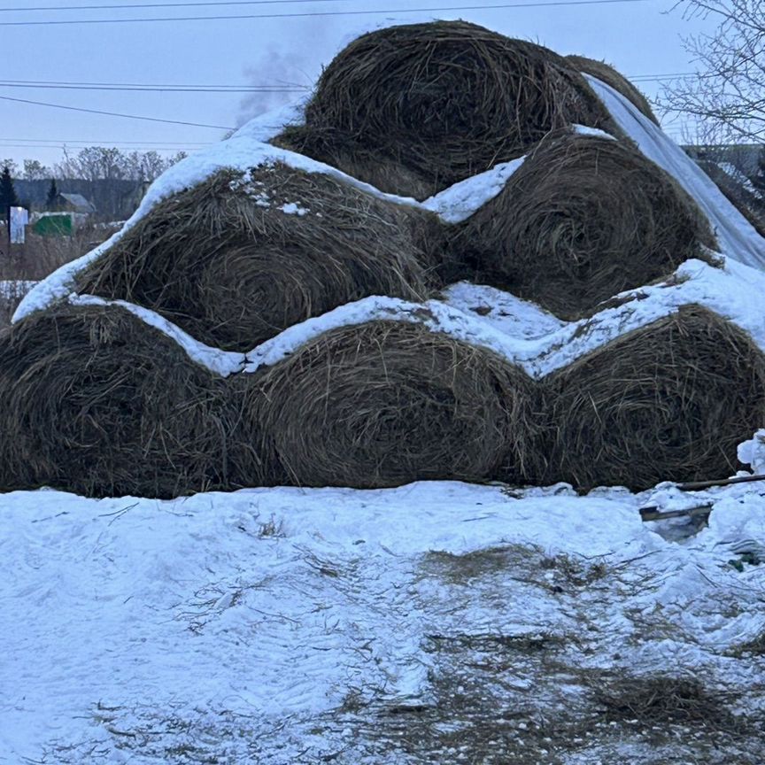Продам сено в рулонах