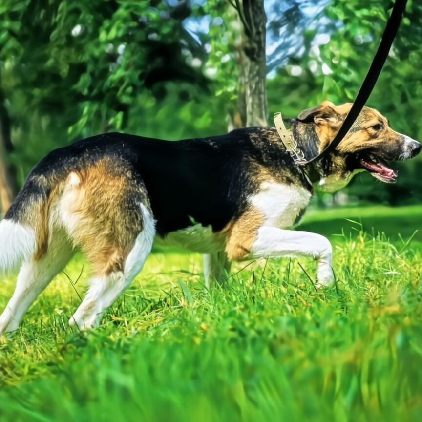 Взрослый пёс в добрые руки