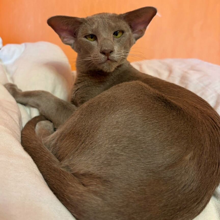 Ориентальный котёнок