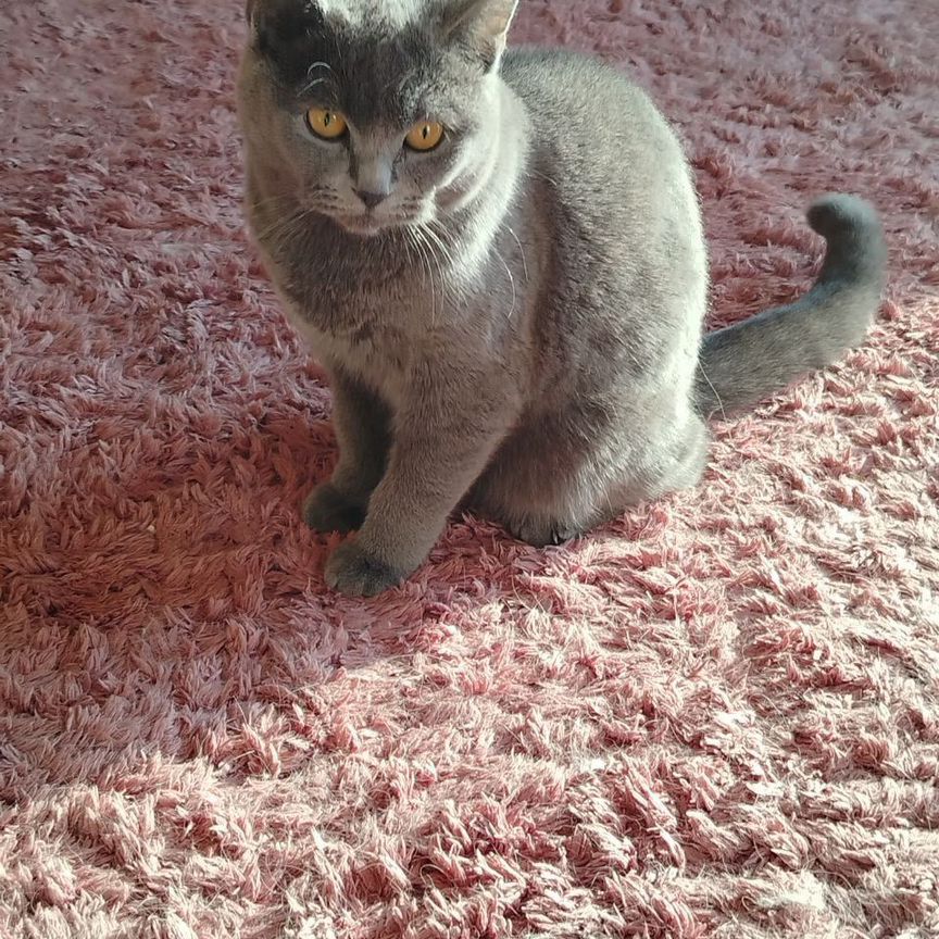 Британский короткошёрстный котёнок