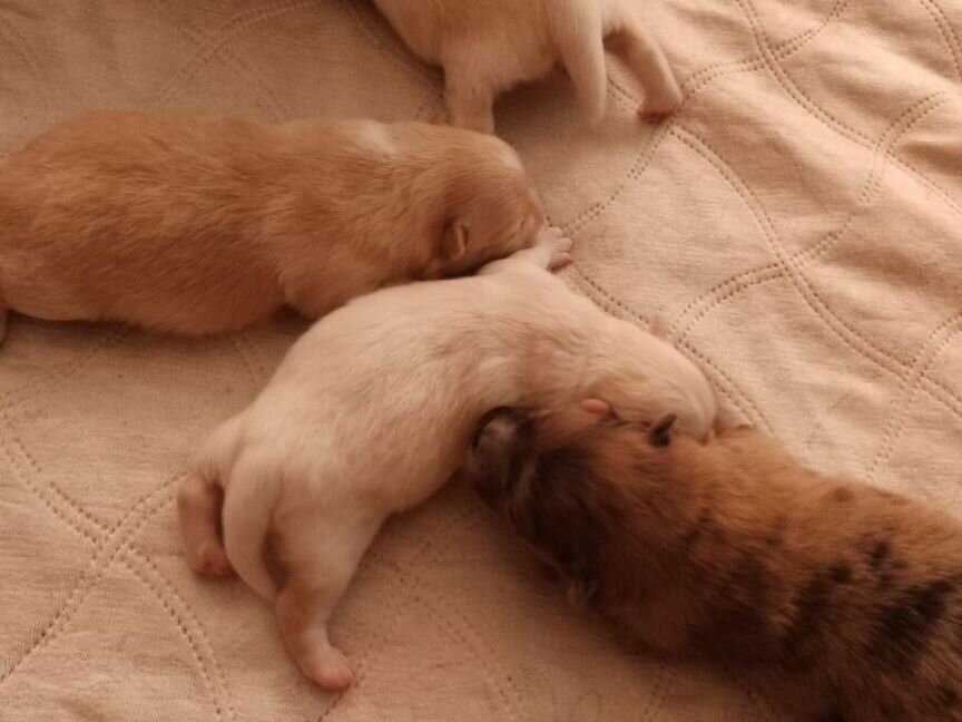 Щенки шпиц немецкие