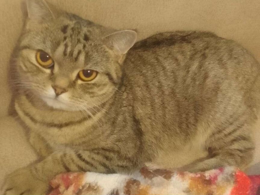 Британская кошка бесплатно