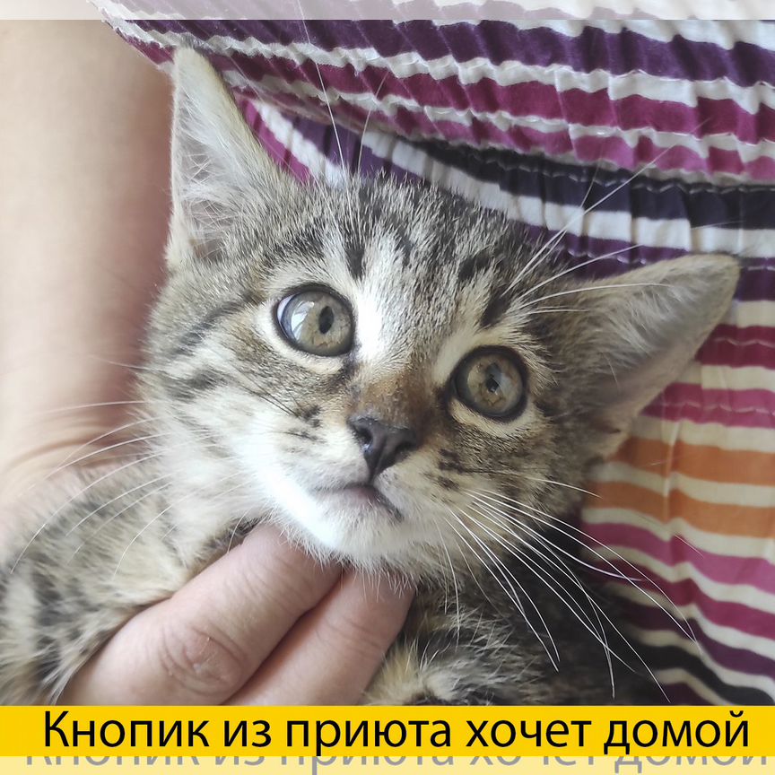 Европейский короткошёрстный котёнок