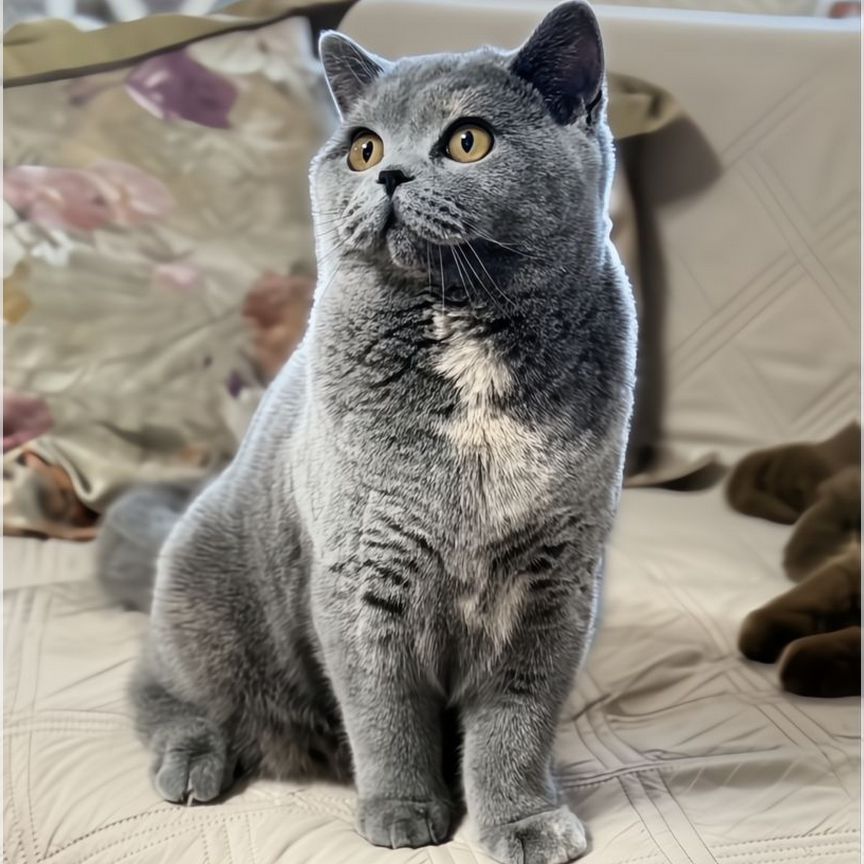 Британский короткошёрстный котёнок