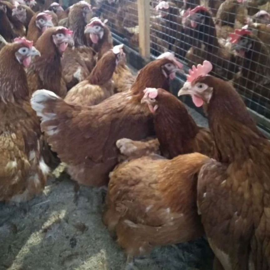 Куры несушки