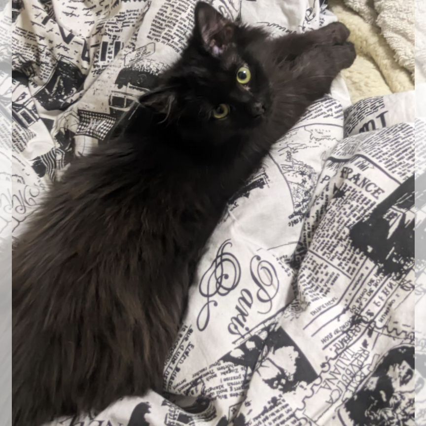 Котёнок в добрые руки