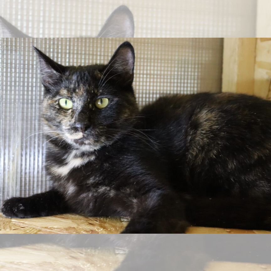 Взрослая кошка в добрые руки