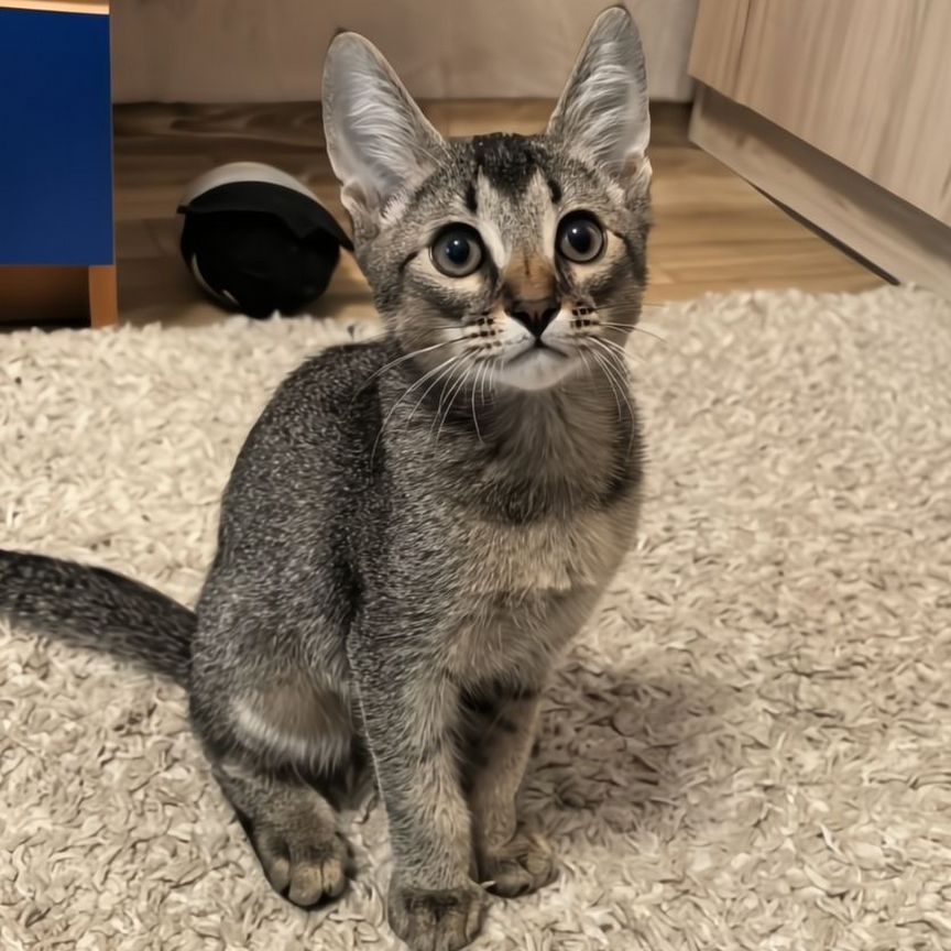 Котята