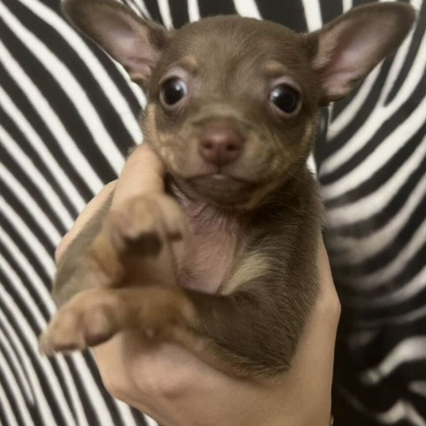 Русский той-терьер, щенок