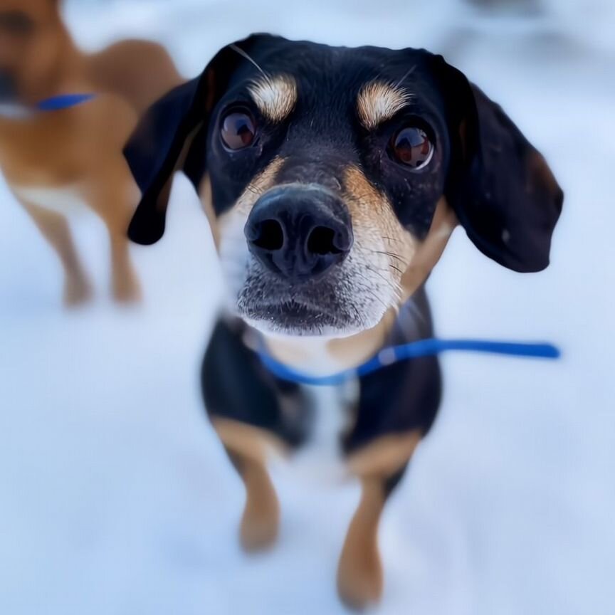 Взрослая собака в добрые руки