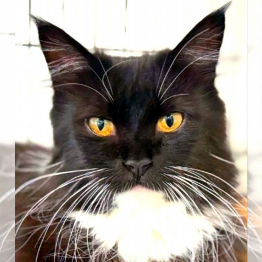 Взрослая, Девочка кошка в добрые руки