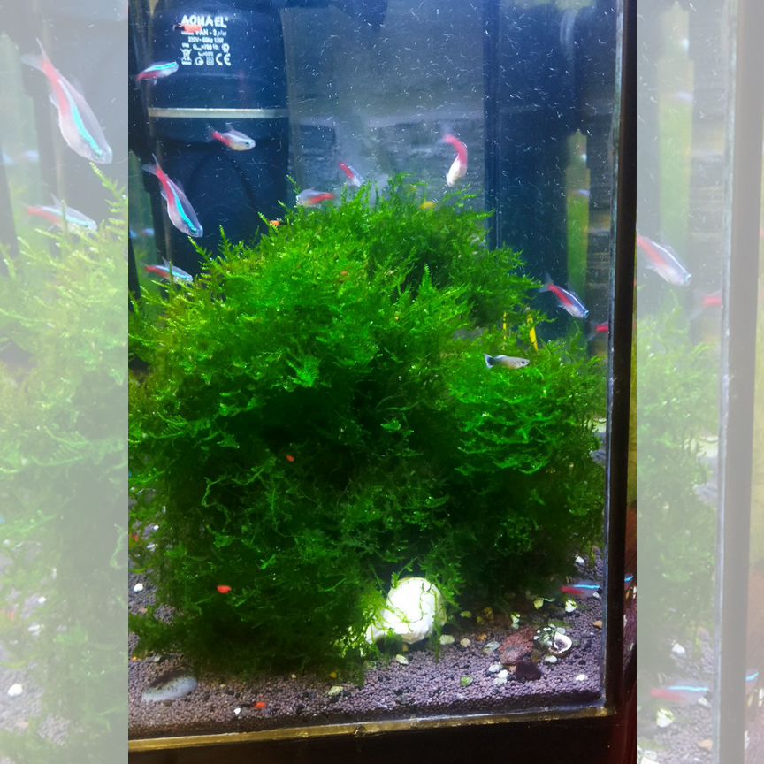 Мох аквариумный