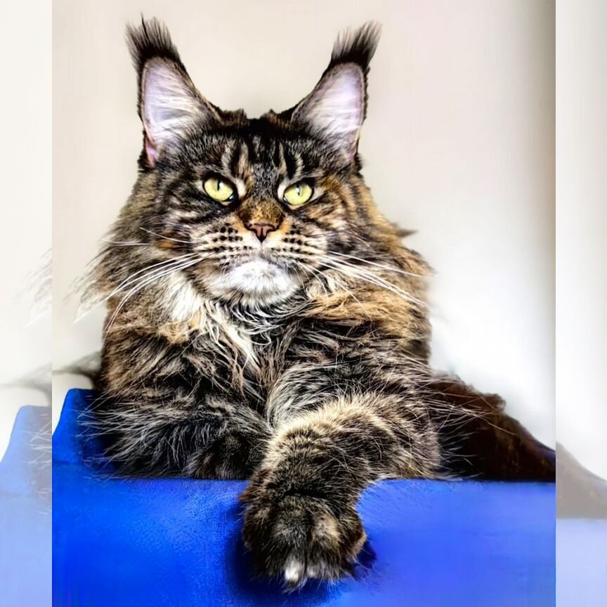 Мейн-кун, взрослая кошка