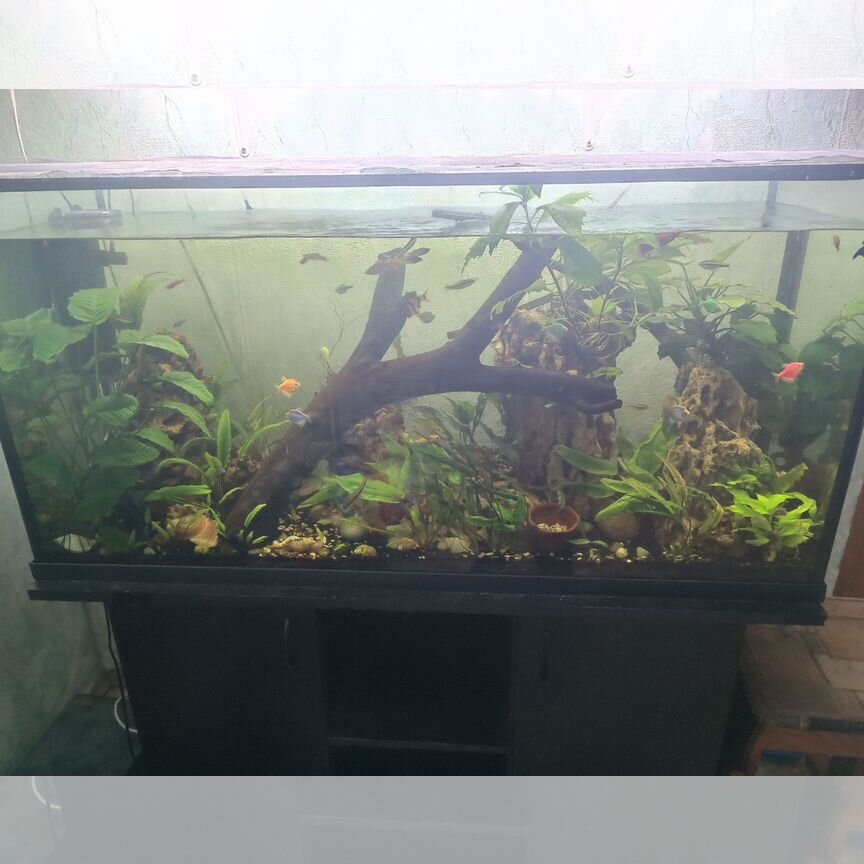 Аквариум на 270 литров   тумба   множество рыбы